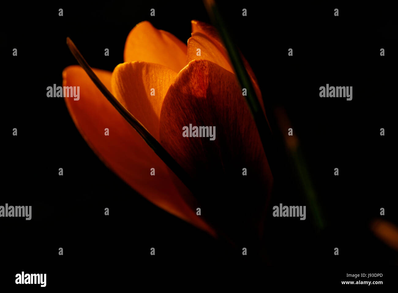 shine, shines, bright, lucent, light, serene, luminous, bloom, blossom ...