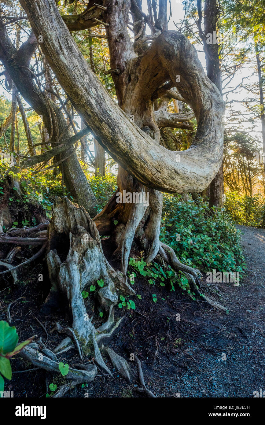 Gnarly tree hi-res stock photography and images - Alamy