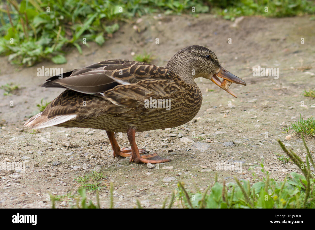 bird, animals, duck, wildlife, sight, view, outlook, perspective, vista ...