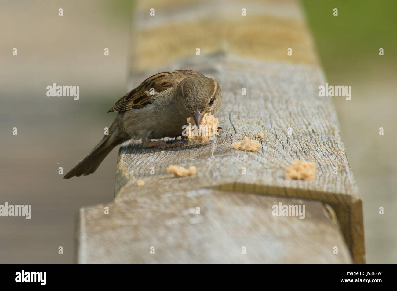 bird, animals, duck, wildlife, sight, view, outlook, perspective, vista ...