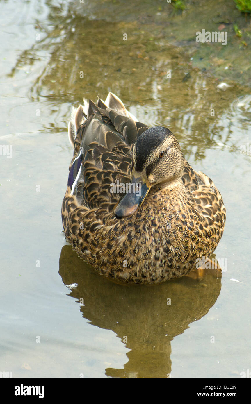 bird, animals, duck, wildlife, sight, view, outlook, perspective, vista ...