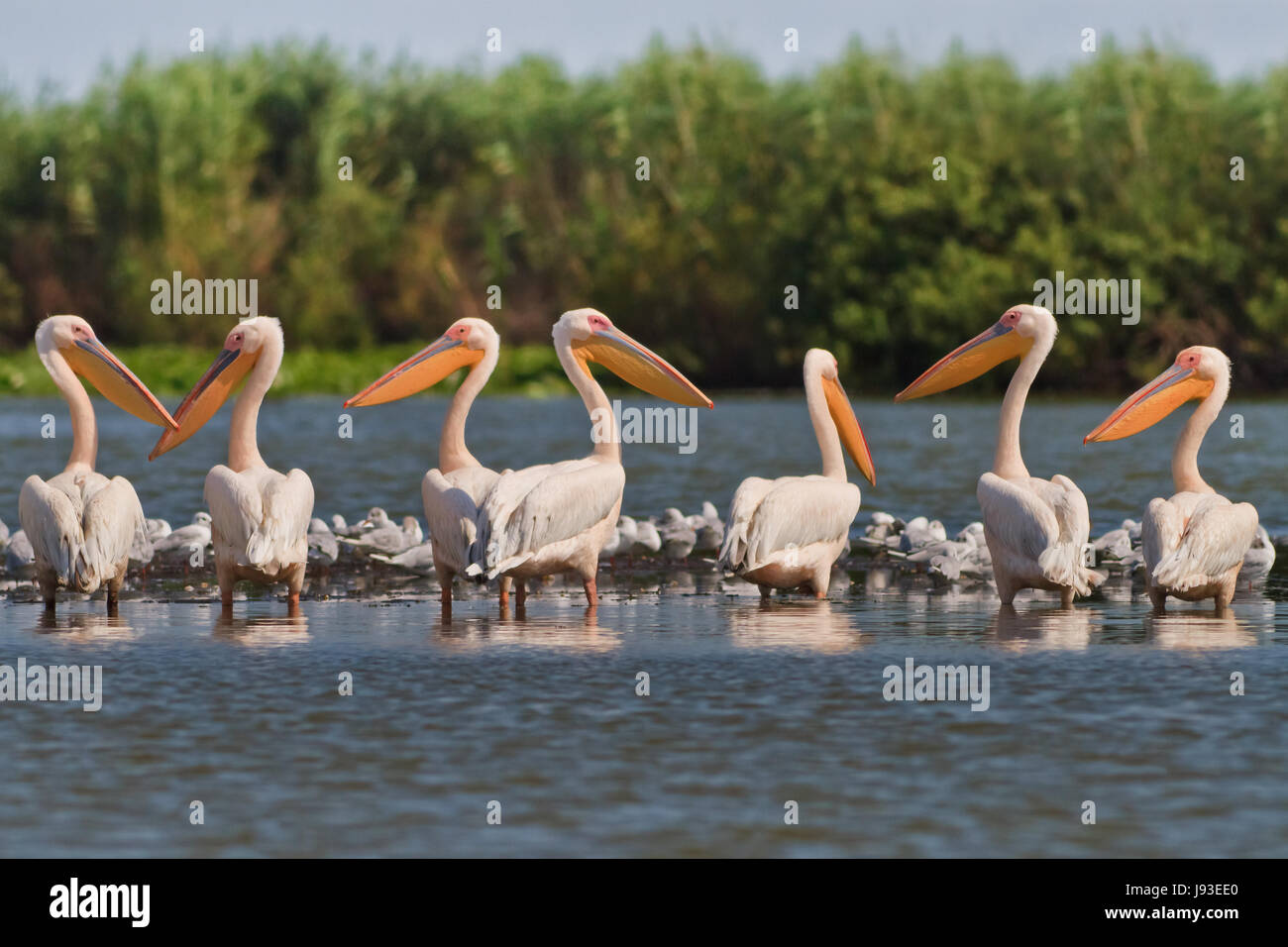 bird, beak, wildlife, pelican, fresh water, lake, inland water, water ...