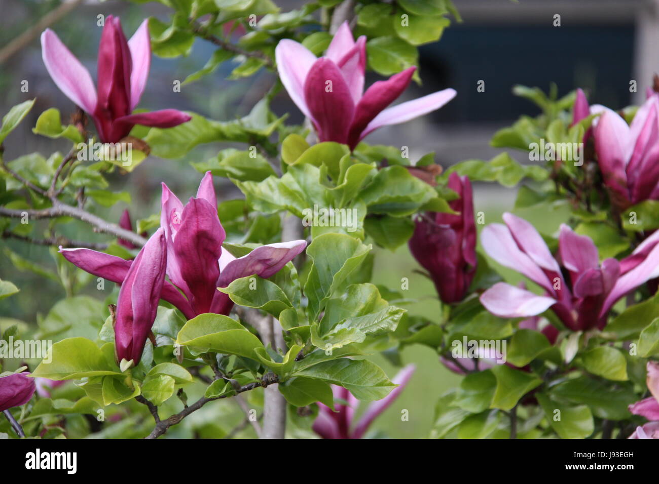 Magnolia galaxy leaf hi-res stock photography and images - Alamy