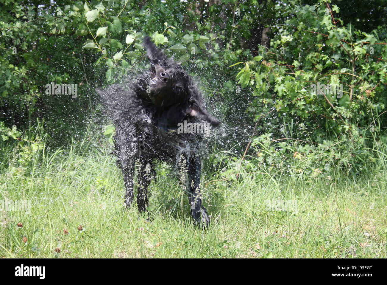 dog shaking itself dry Stock Photo - Alamy