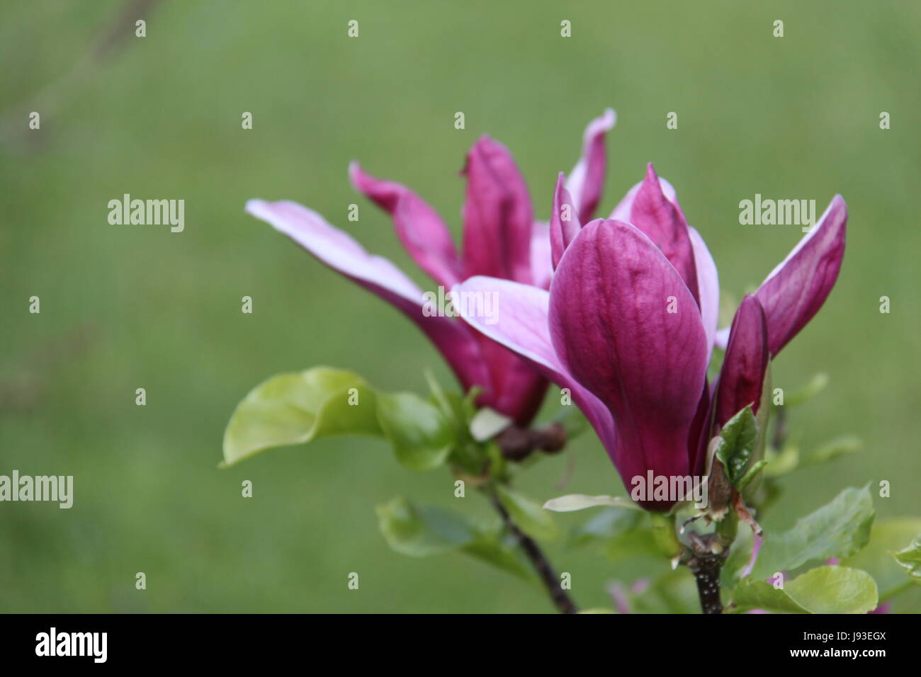 Magnolia galaxy leaf hi-res stock photography and images - Alamy