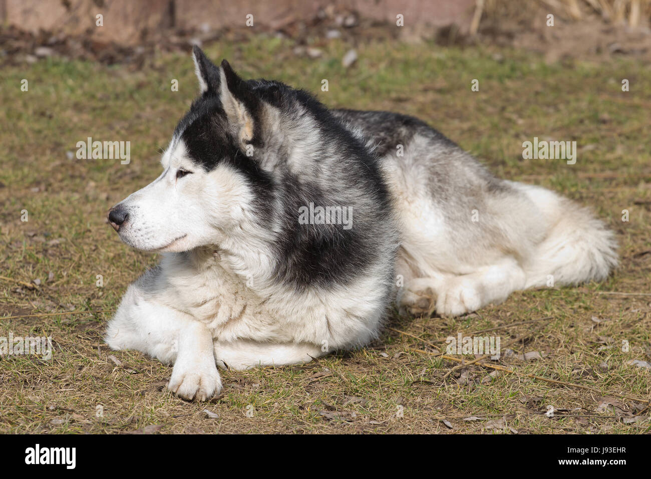 lying husky on a green meadow Stock Photo - Alamy