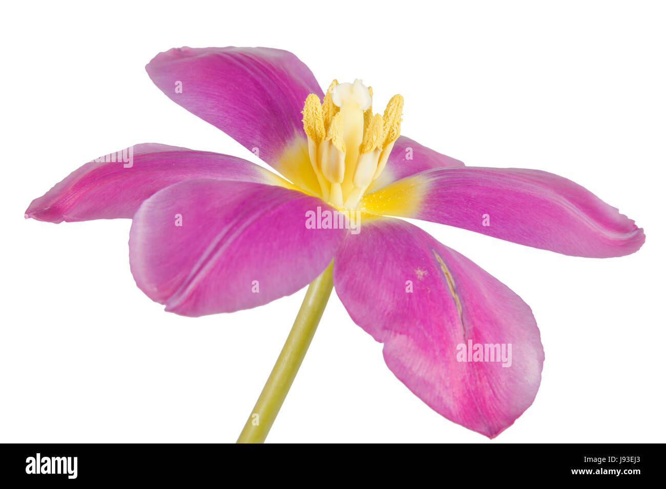 Lilane High Resolution Stock Photography and Images - Alamy
