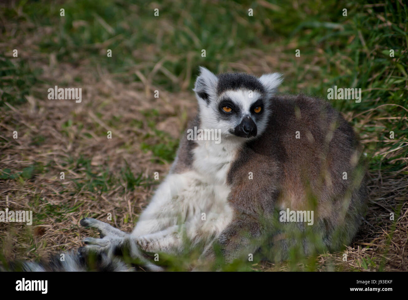leaf, detail, closeup, tree, trees, animal, mammal, mouth, wild, face ...