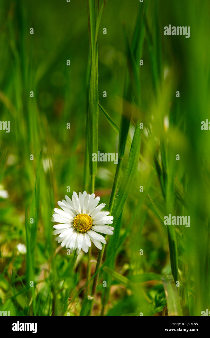single, environment, enviroment, flower, plant, bloom, blossom ...