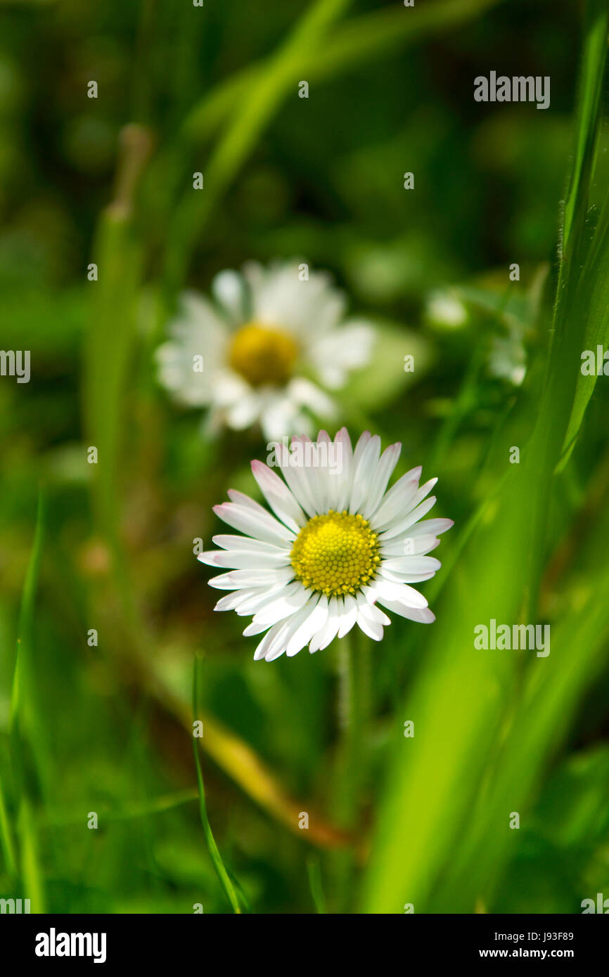 environment, enviroment, flower, plant, bloom, blossom, flourish ...