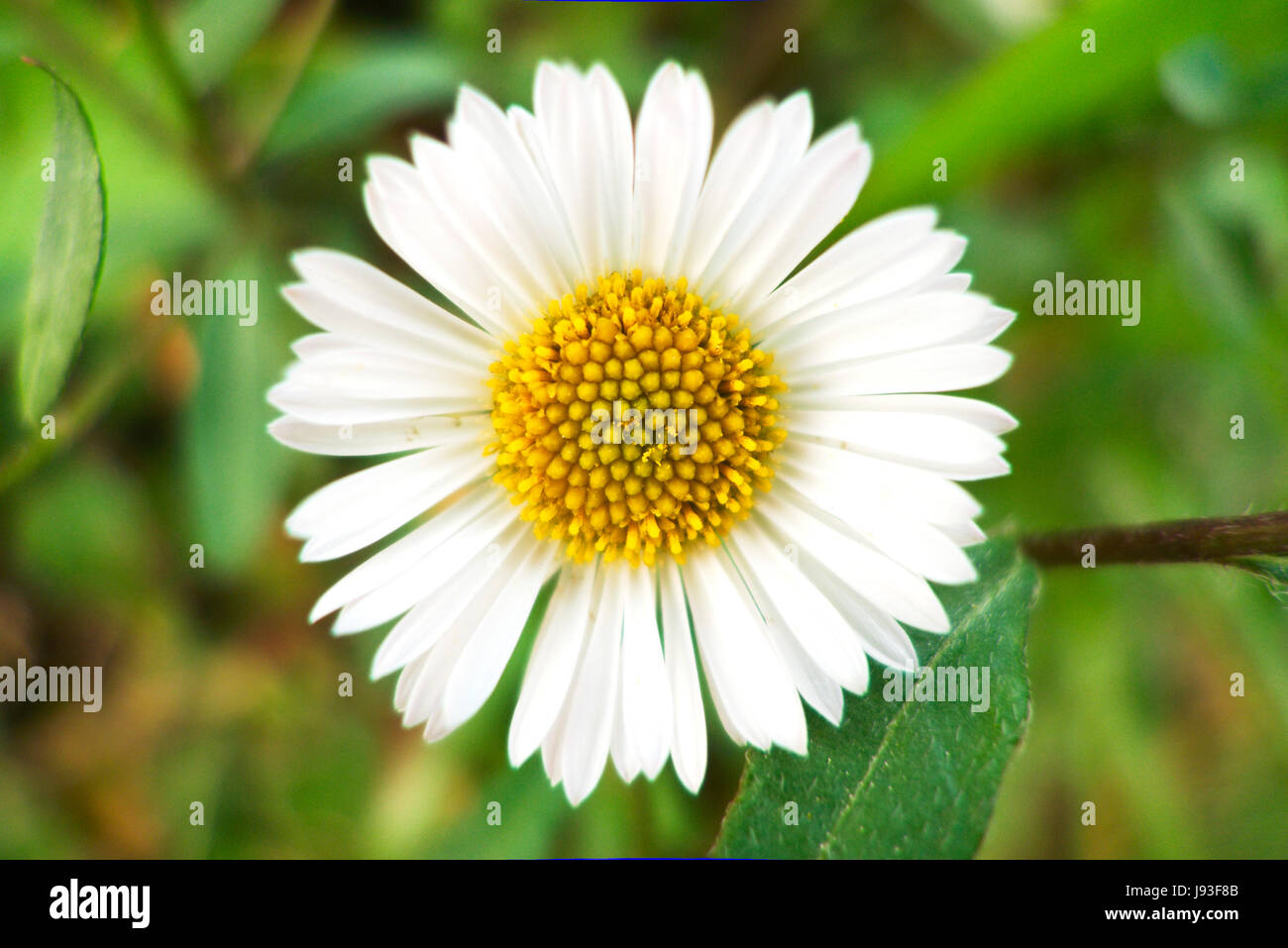 single, environment, enviroment, closeup, flower, plant, bloom, blossom ...