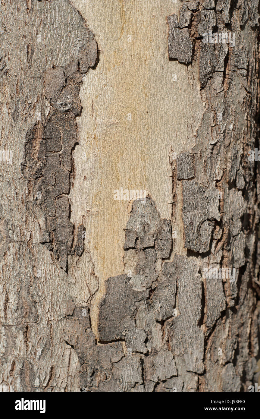 tree, wood, trunk, skin, timber, bark, backdrop, background, texture ...