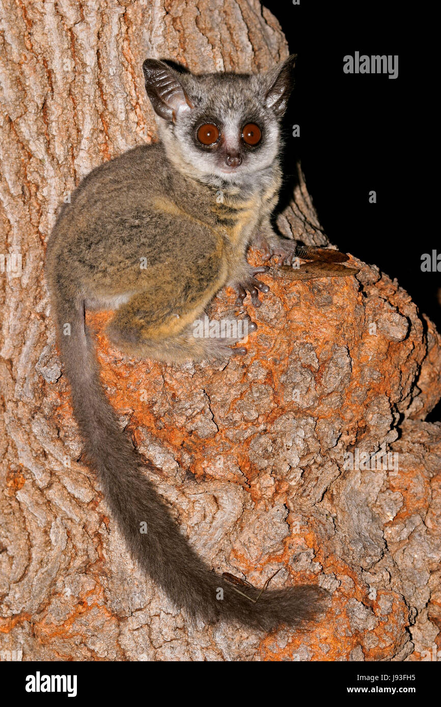 Bushbaby eyes hi-res stock photography and images - Alamy