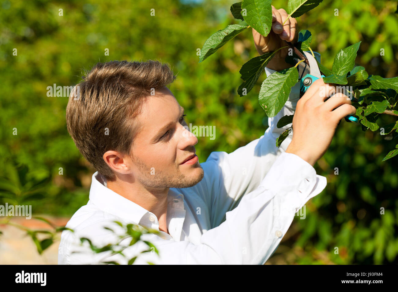 Man slicing fruit tree hi-res stock photography and images - Alamy