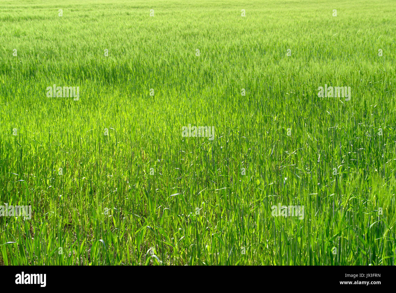 spring, blade of grass, meadow, grass, lawn, green, juicy, format ...