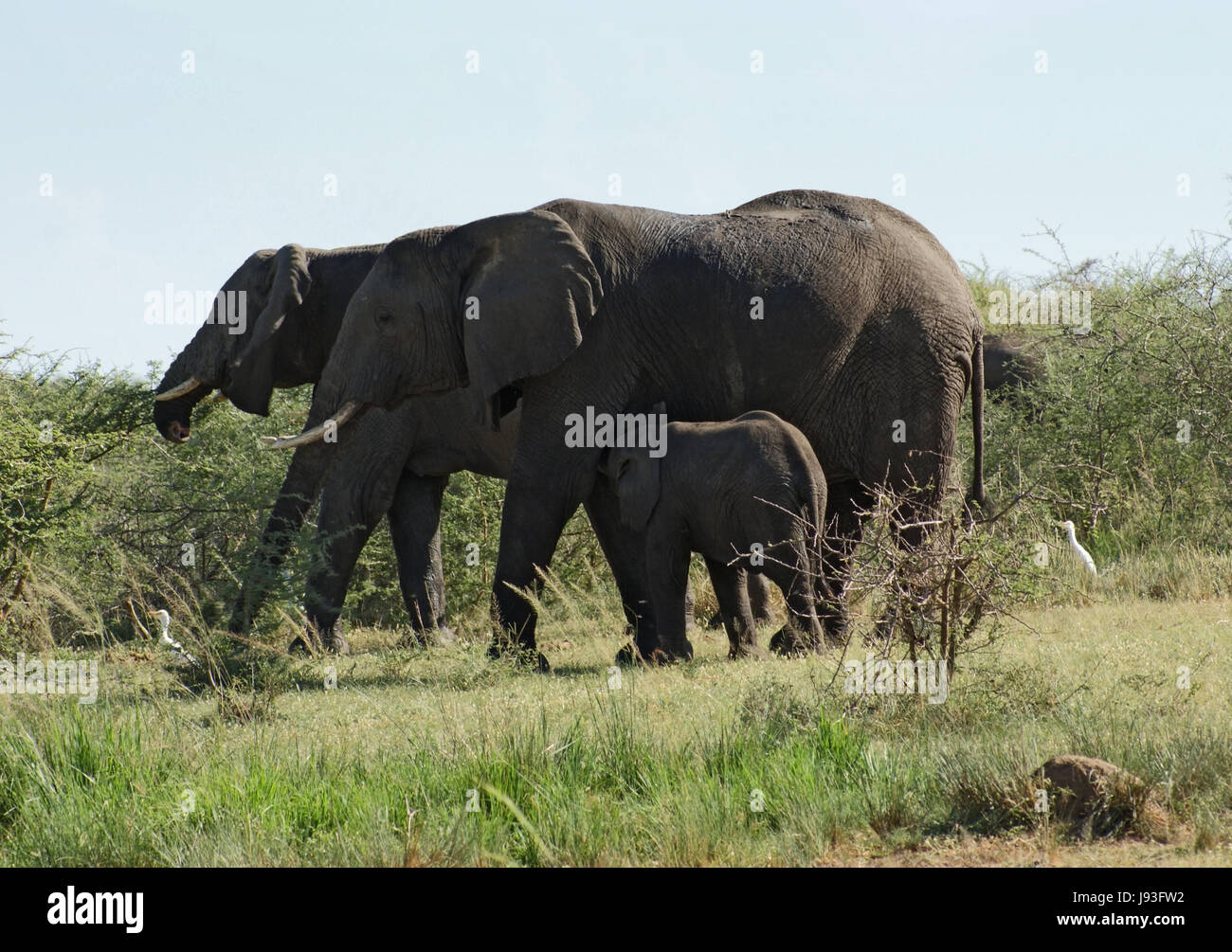 animal, mammal, africa, elephant, safari, environment, enviroment ...