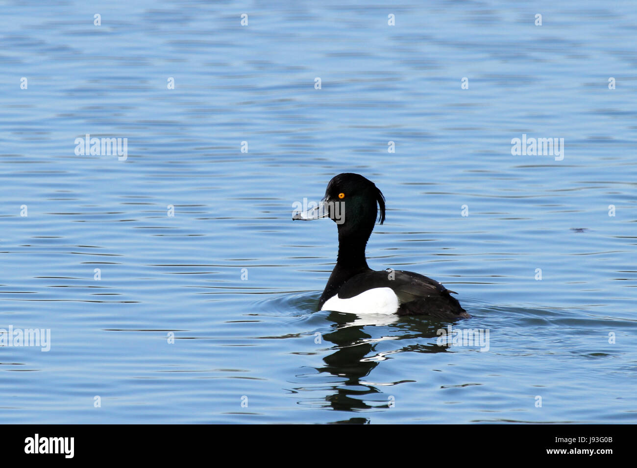 bird, male, masculine, birds, duck, waterfowls, waterfowl, swimming ...