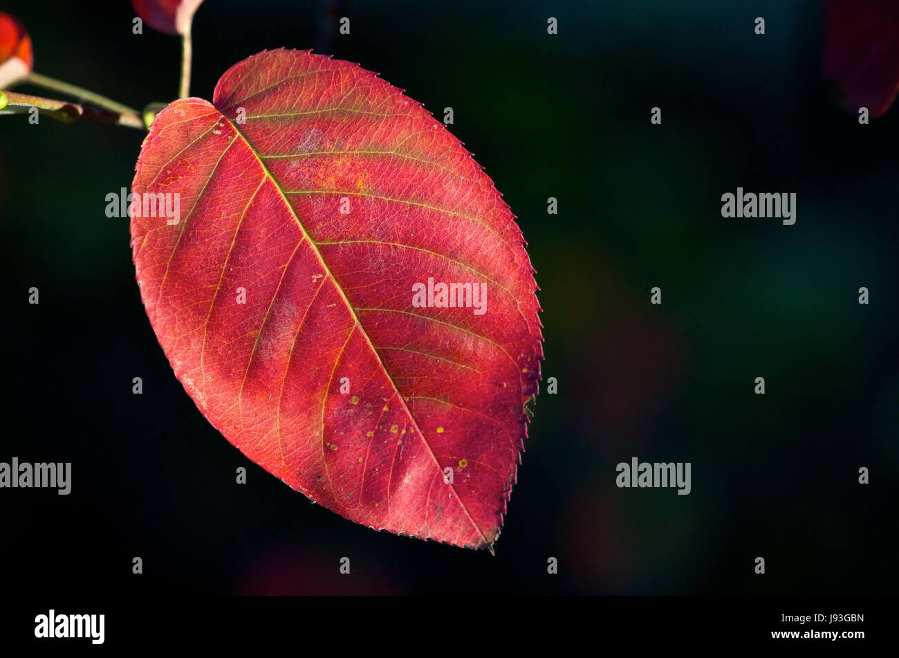 leaves, wither, rot, page, sheet, red, fall, autumn, shine, shines ...