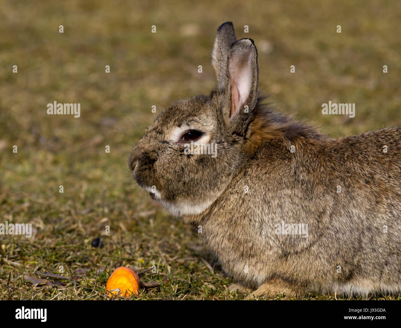 Lffelohren hi-res stock photography and images - Alamy
