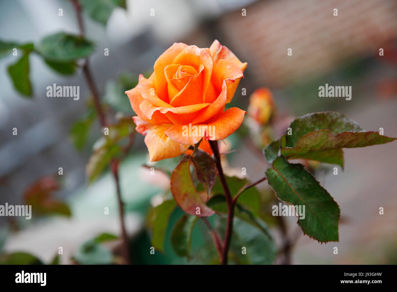 sunlight,petal,bright,light,orange,single object,flower head,single ...
