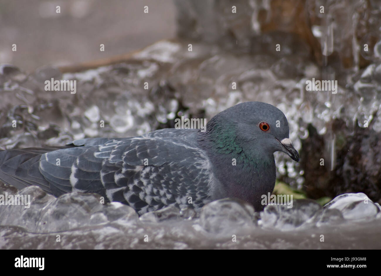 bird,cold,frost,feed,pigeon,freeze,cold snap,freezing,water,ice,cold ...