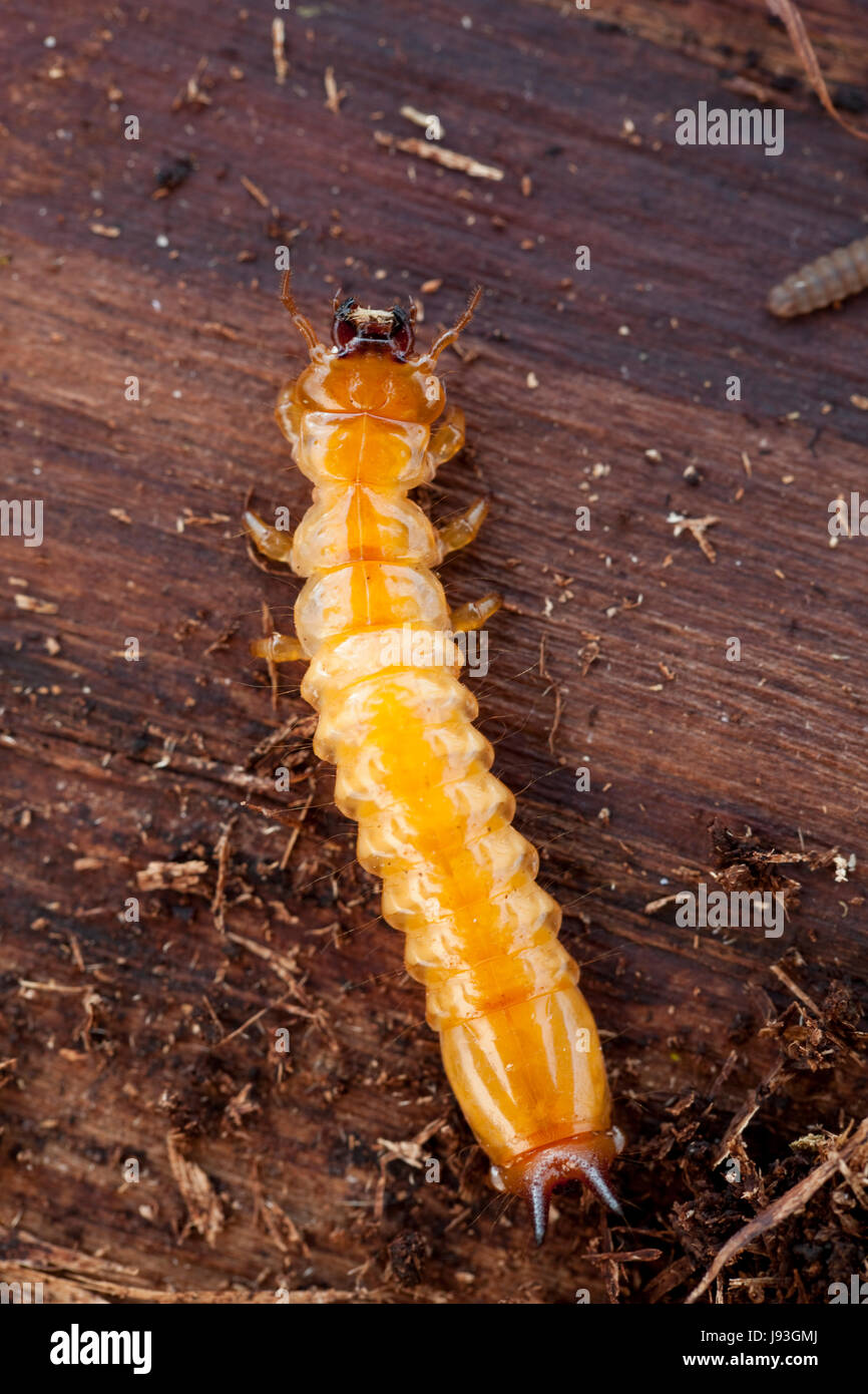 single, animal, insect, larva, yellow, macro, close-up, macro admission ...