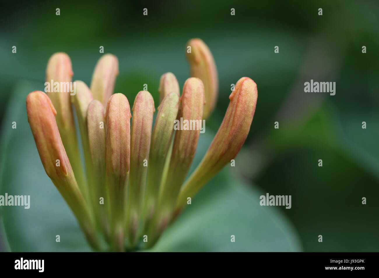 plant, orange, shine, shines, bright, lucent, light, serene, luminous ...