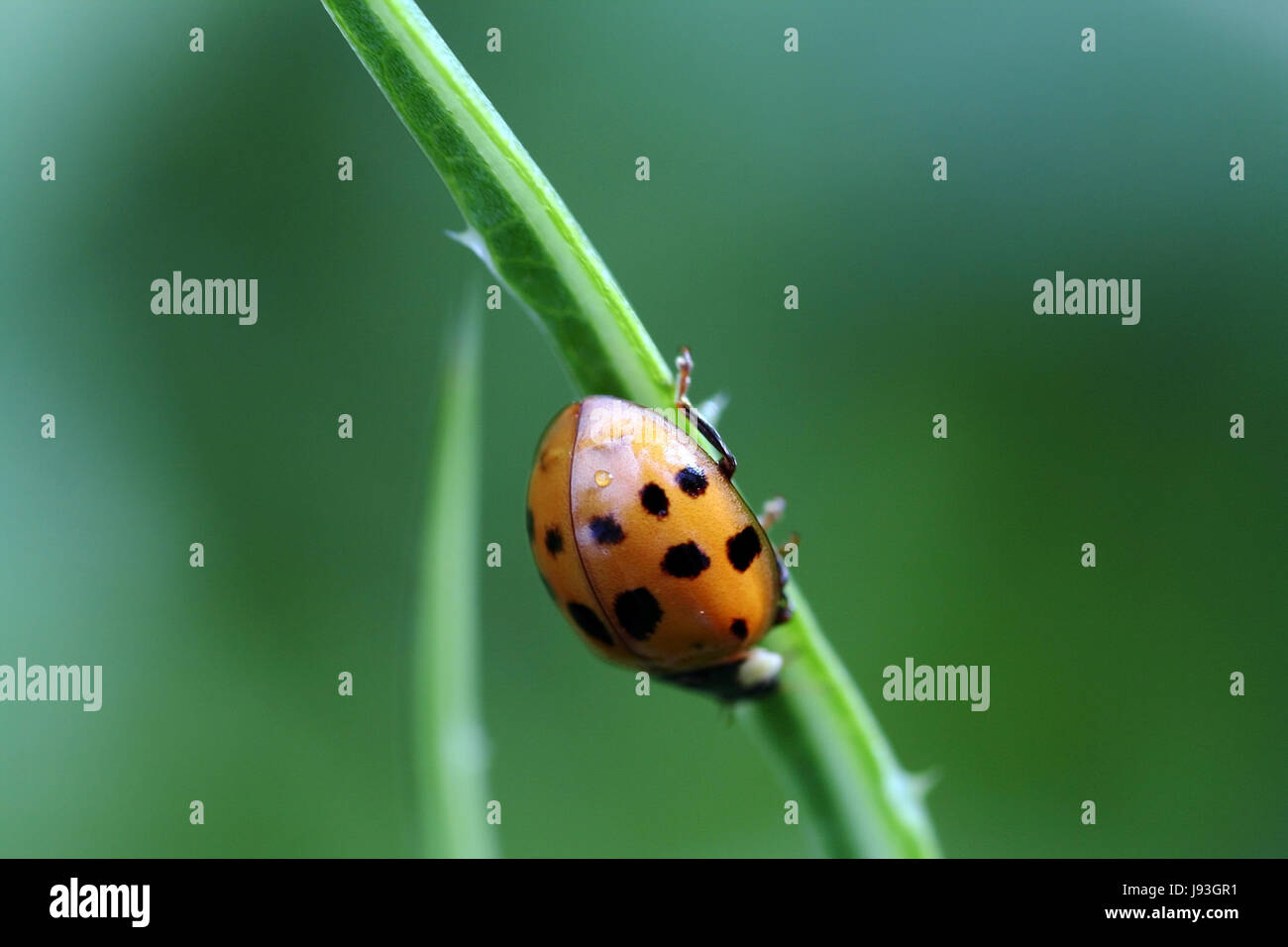 ladybug climbs down a straw Stock Photo - Alamy