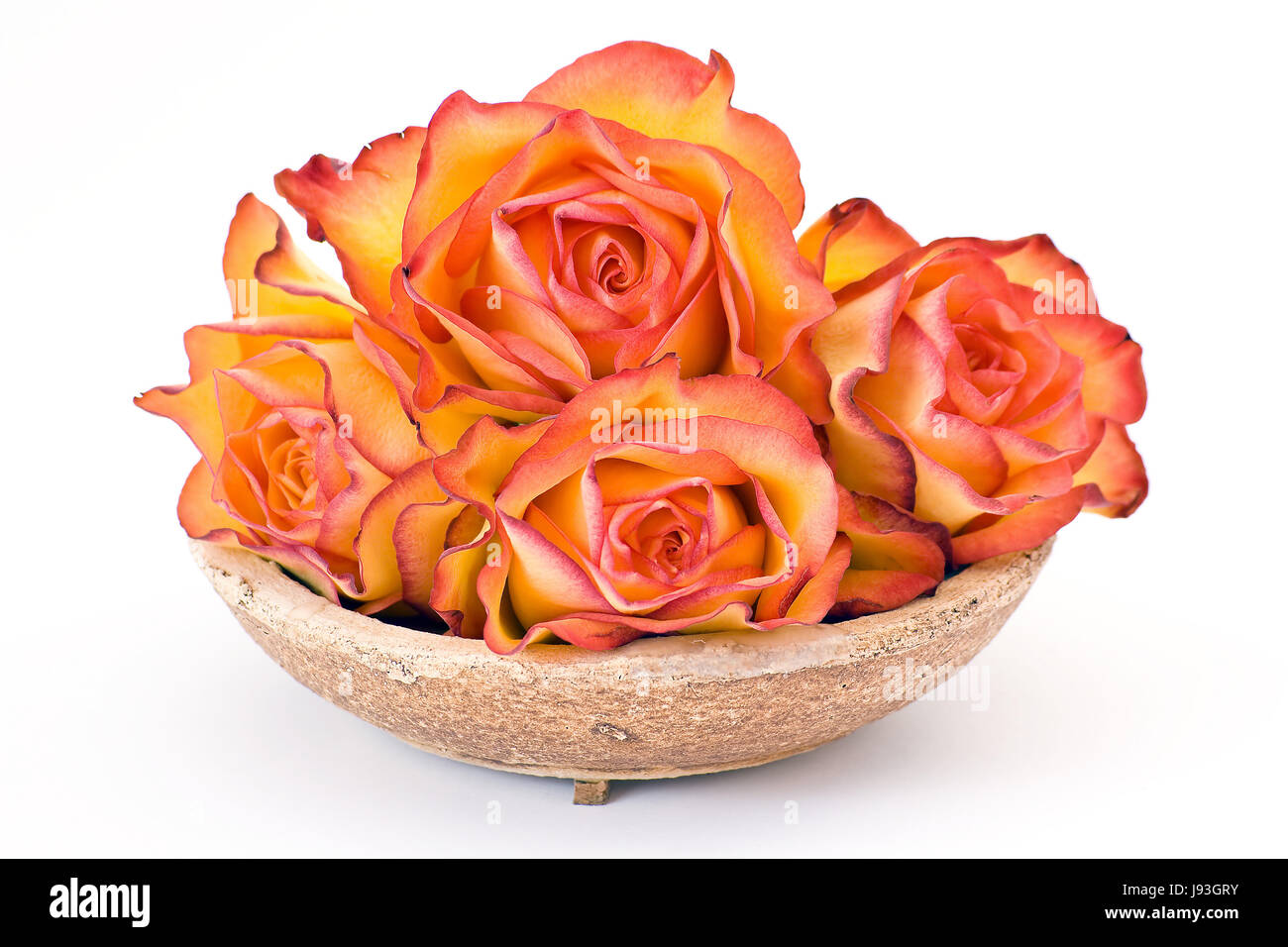 tea, birth, childbirth, parturition, delivery, garden, flower, rose ...