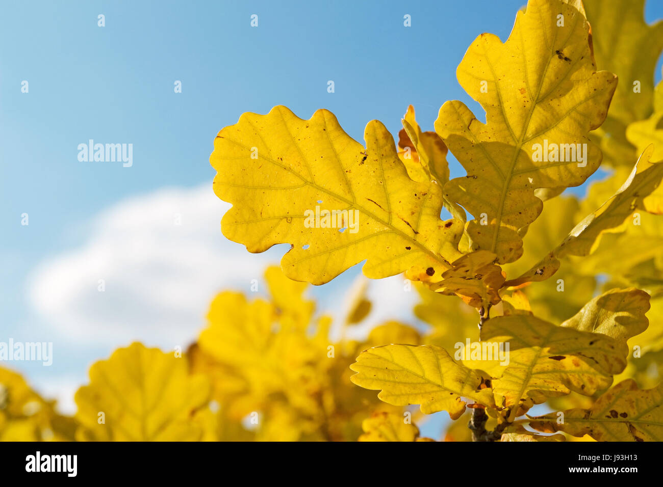 leaf, tree, autumnal, oak, season, leaves, foliage, fall, autumn, leaf ...