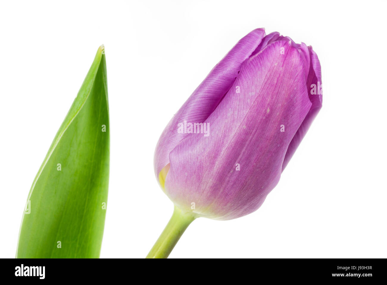 fuchsia tulip on white background Stock Photo - Alamy