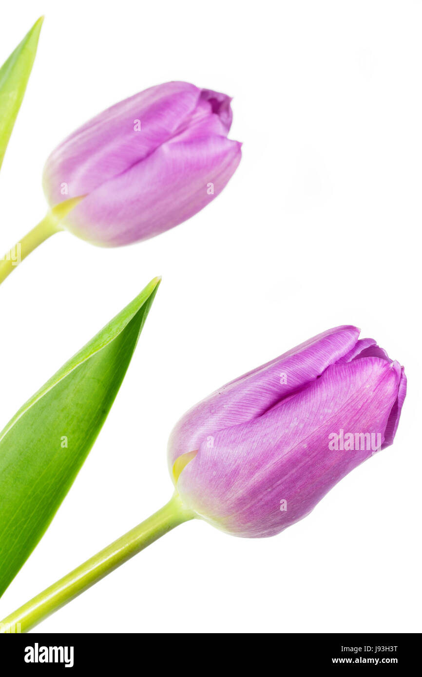 fuchsia tulip on white background Stock Photo - Alamy