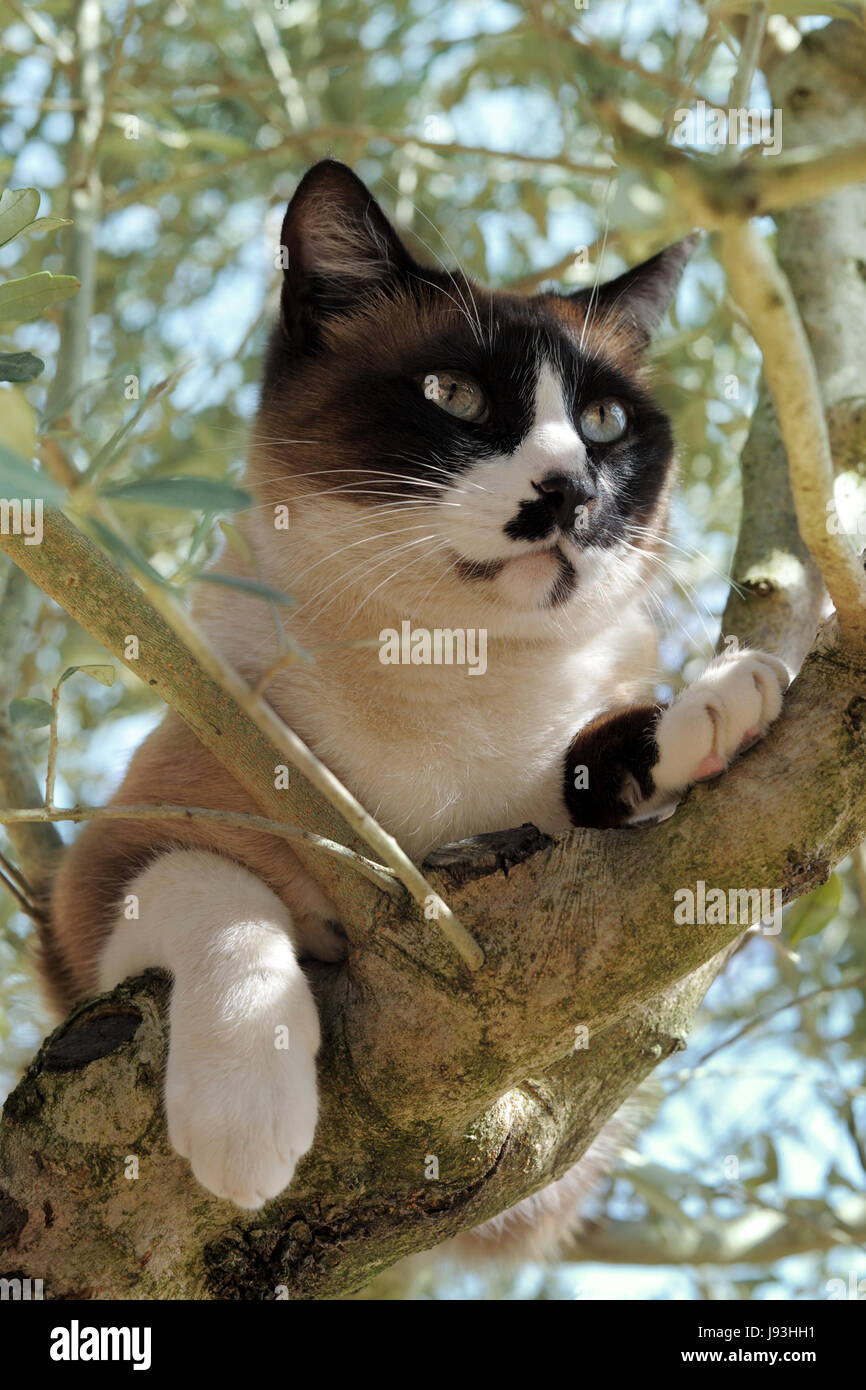 animal, pet, maddening, pert, coquettish, cute, pussycat, cat, domestic ...