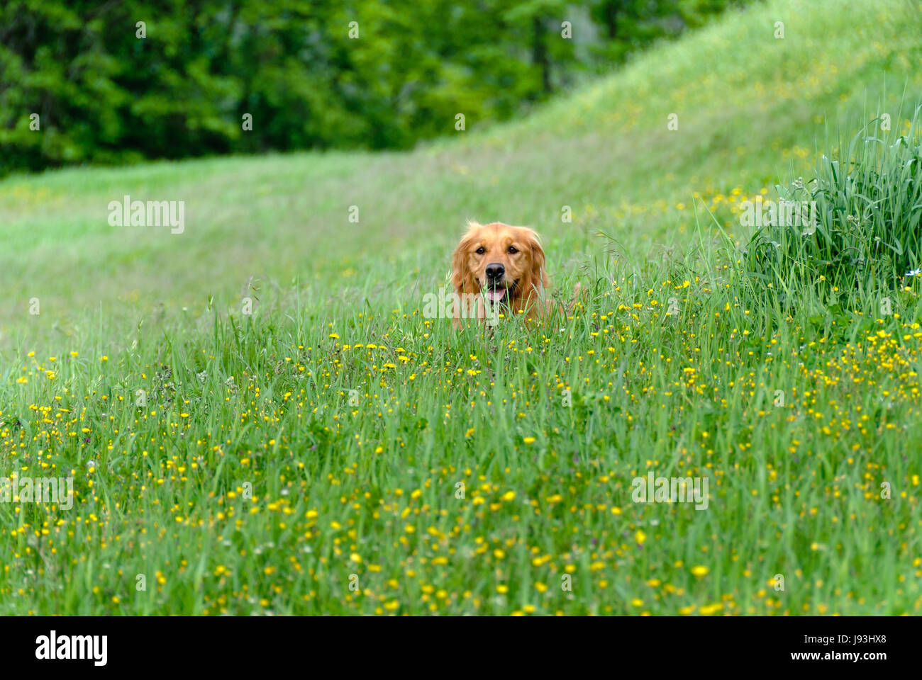 animal, dog, landscape, scenery, countryside, nature, pedigree, meadow ...