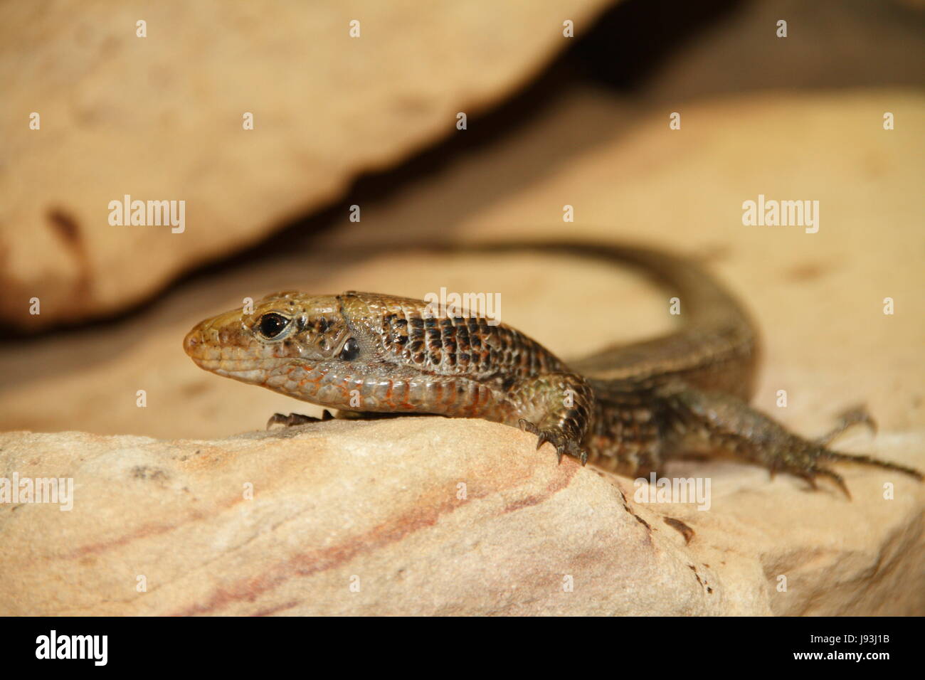 saurian, reptiles, critters, vertebrates, detail, environment ...