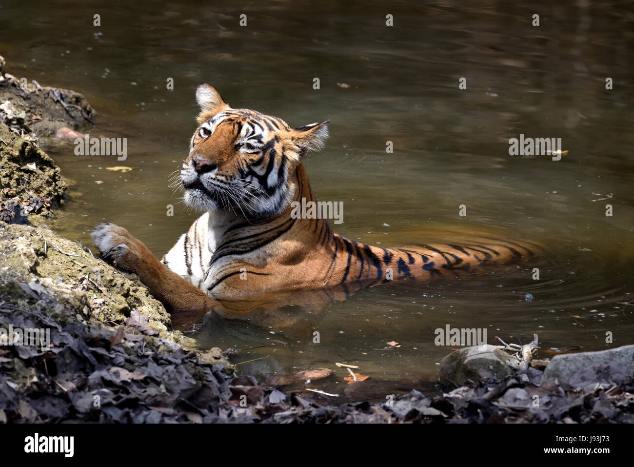 Tiger resting in a water hole in summer at Ranthambhore National Park ...