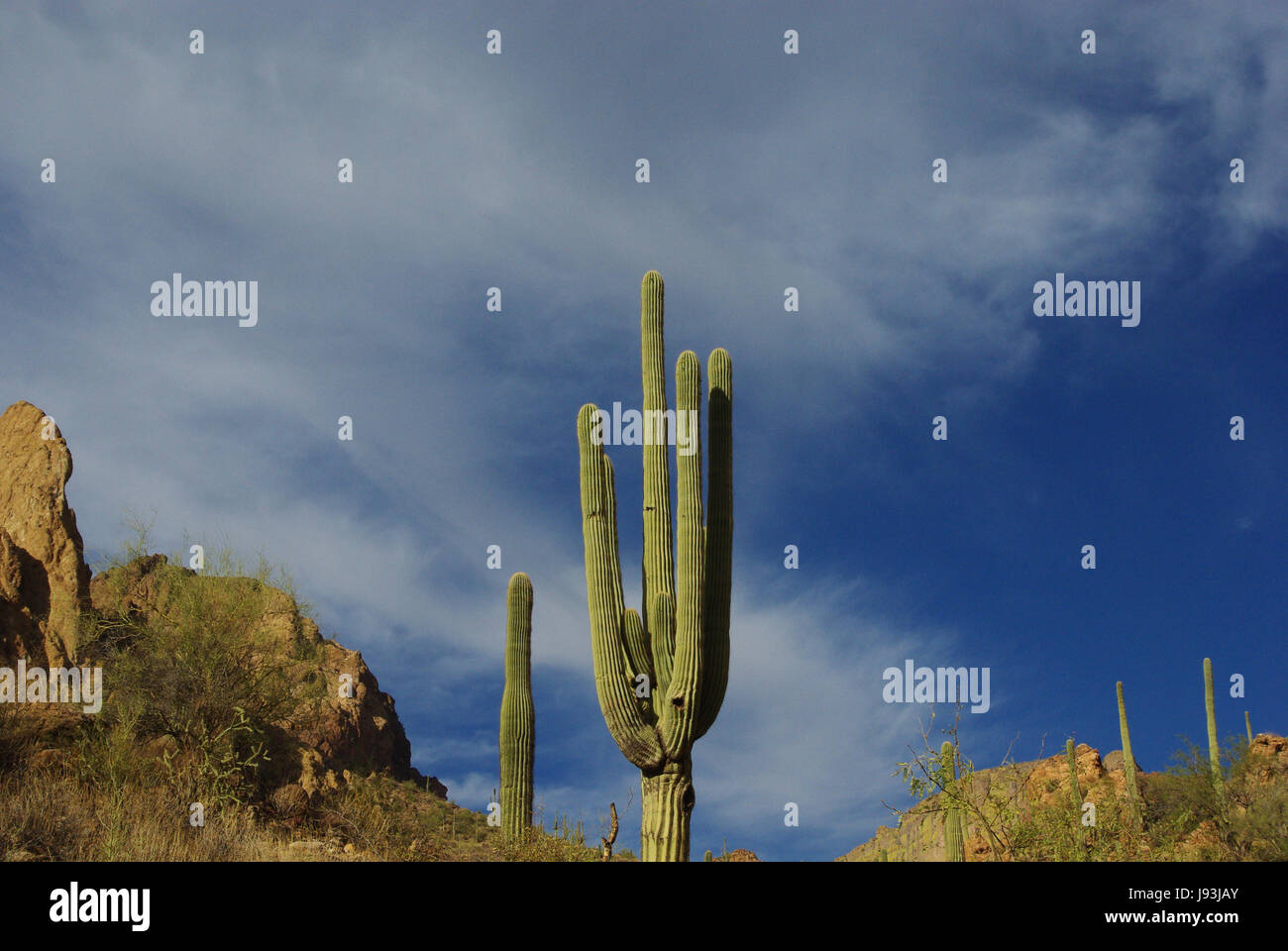 saguaros and rocks near tortilla flat,arizona Stock Photo - Alamy