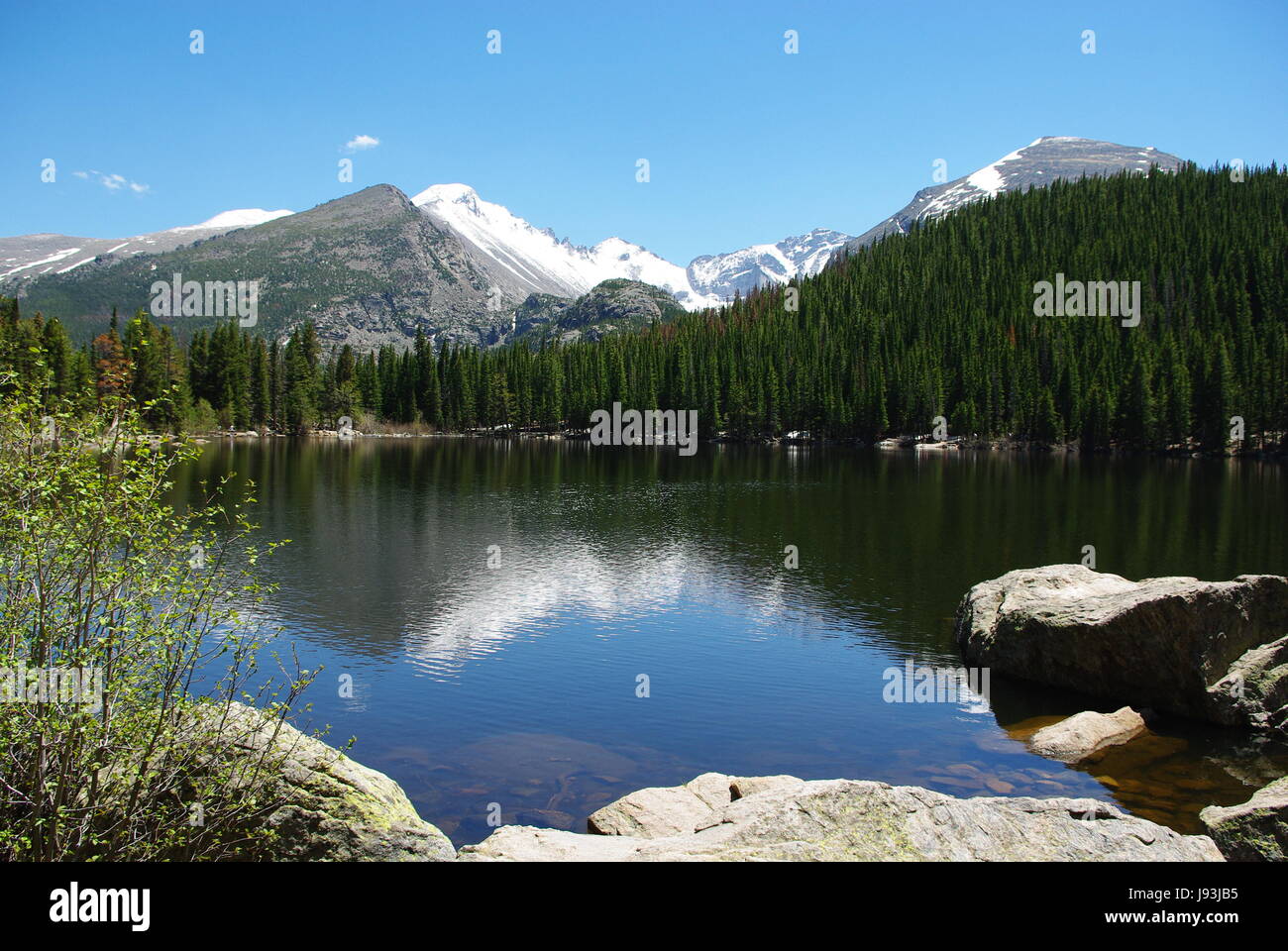 tree, conifer, conifer forest, salt water, sea, ocean, water, mountain ...
