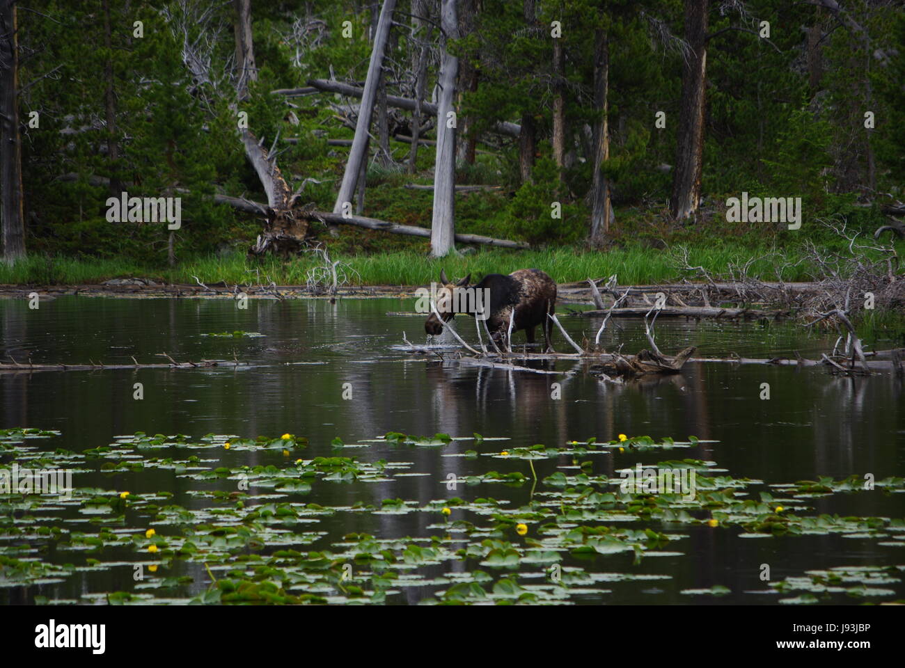 tree, conifer, fresh water, pond, water, elk, lake, inland water ...