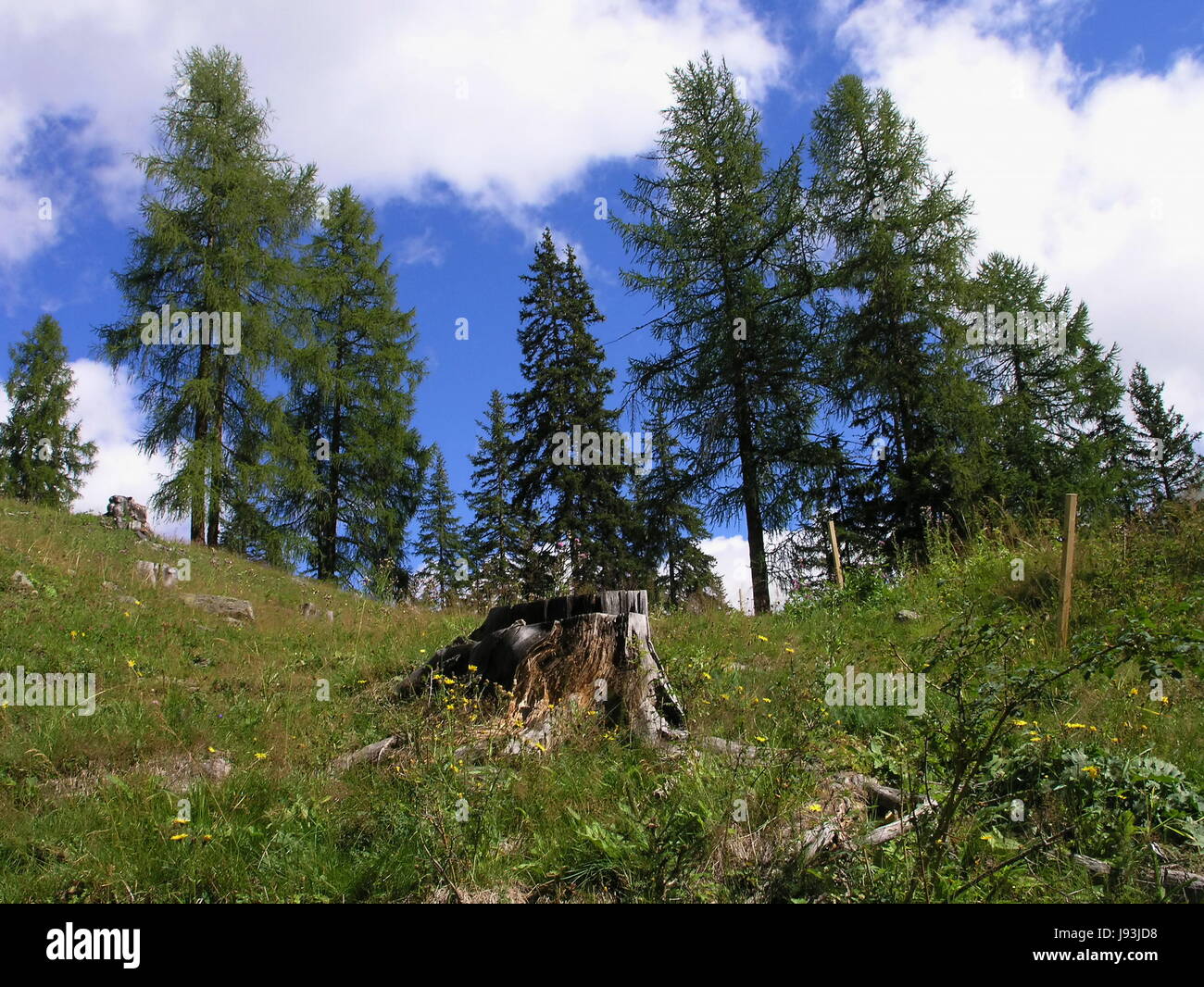 tree, trees, snag, larch, larches, forest, tree, trees, clump of trees ...
