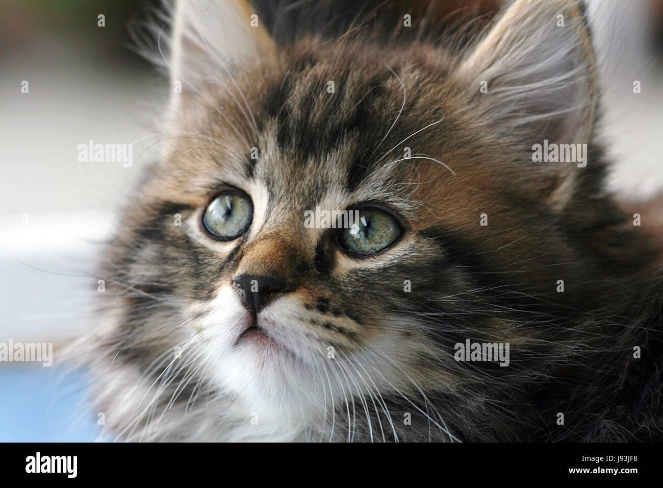 curious, nosey, nosy, eyes, look, glancing, see, view, looking, peeking ...
