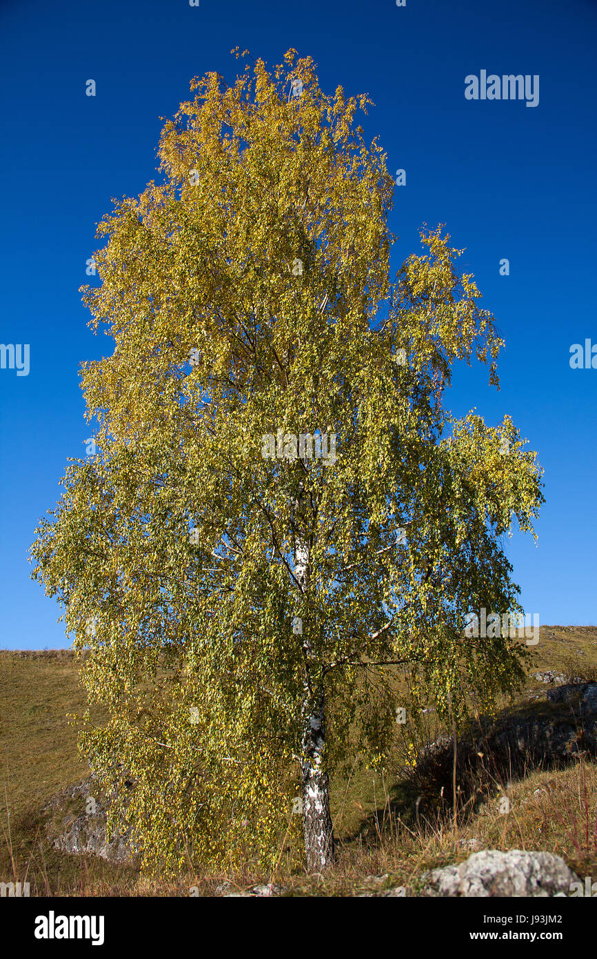 blue, tree, trees, conservation of nature, sunshine, firmament, sky ...