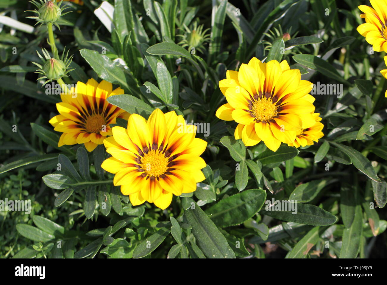 Gazania summer pot hi-res stock photography and images - Alamy