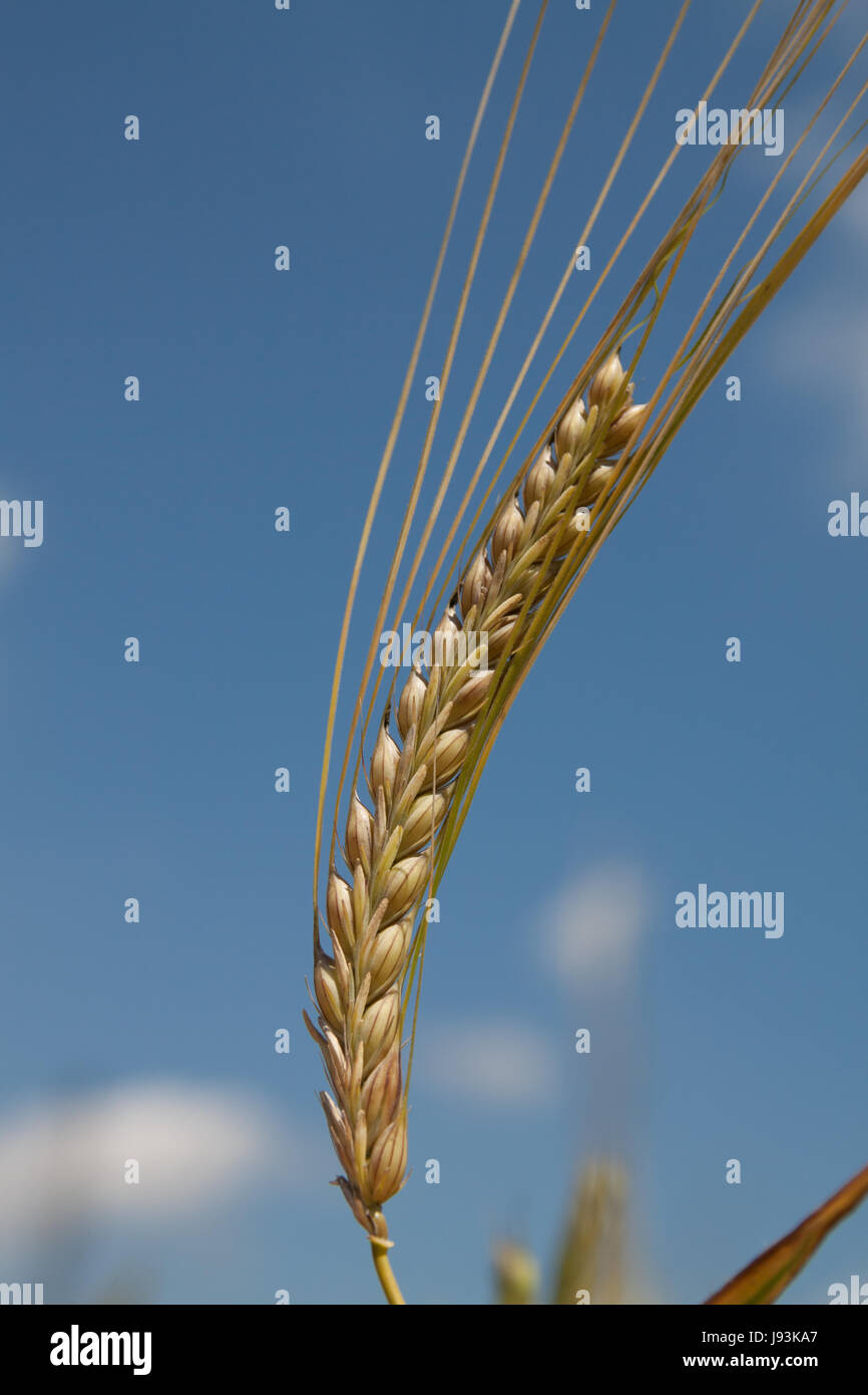 blue, food, aliment, agriculture, farming, summer, summerly, grain ...