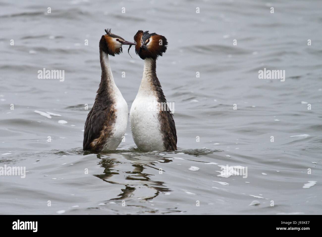 bird, wedding, marriage, marriage ceremony, wedding ceremony, life ...