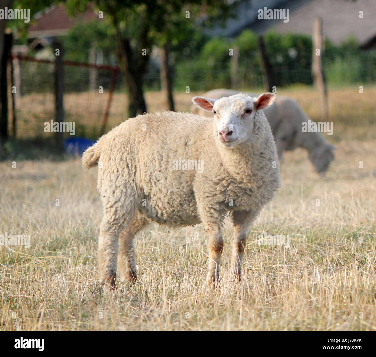 animal, mammal, agriculture, farming, sheep, wool, farm, farmland ...