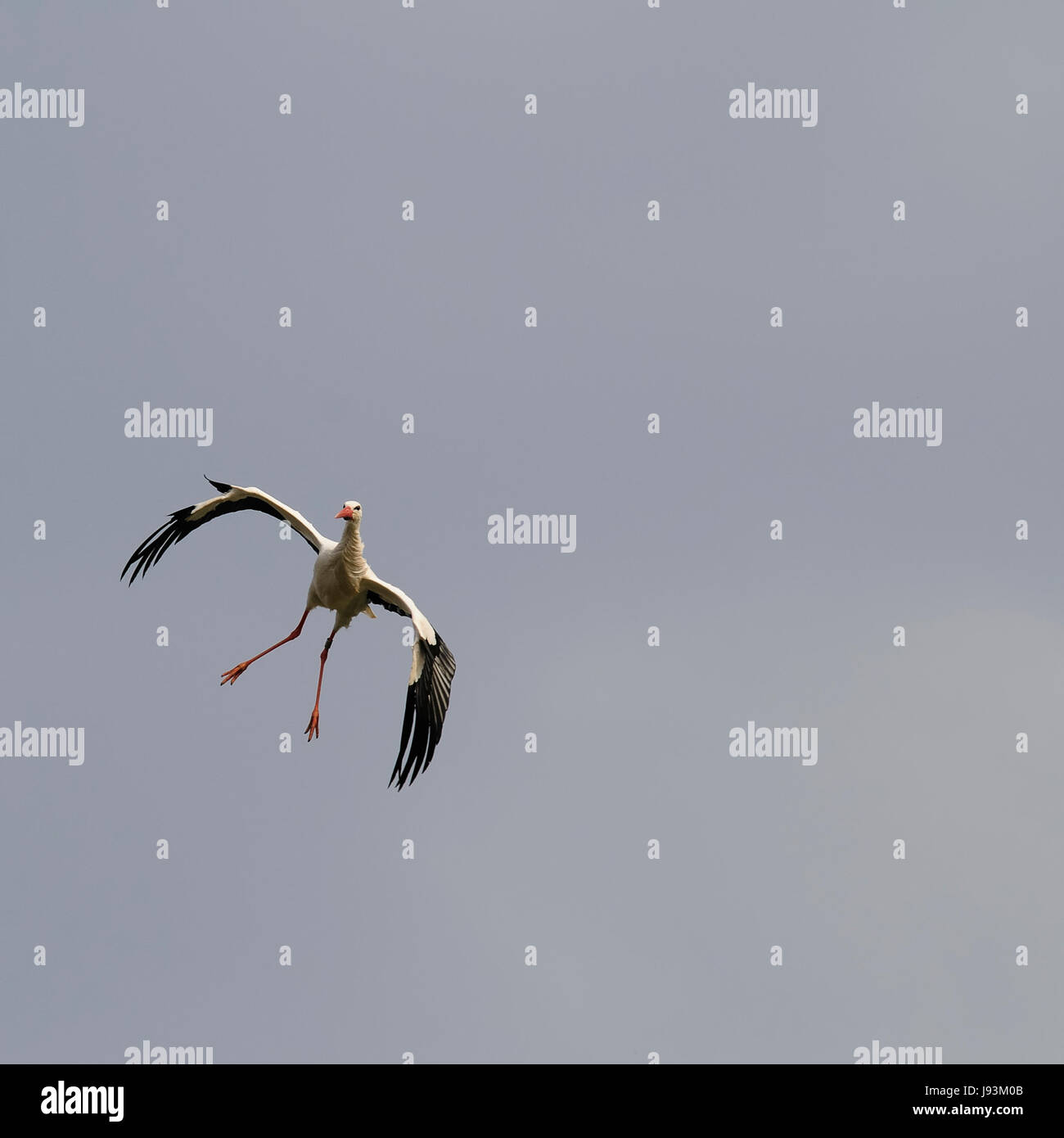 bird, birds, stork, storks, legs, bird, eye, organ, black, swarthy ...