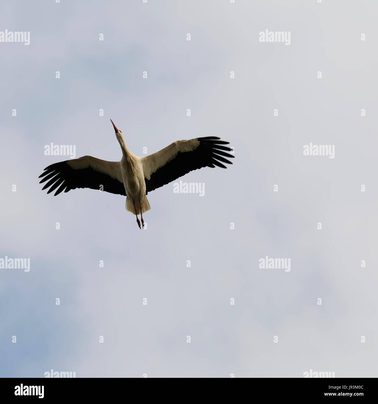 Stork migrant birds passage legs hi-res stock photography and images ...