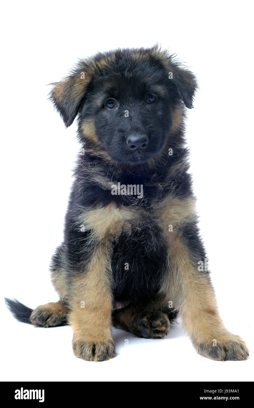 dog, puppy, maddening, pert, coquettish, cute, young, younger, animal ...