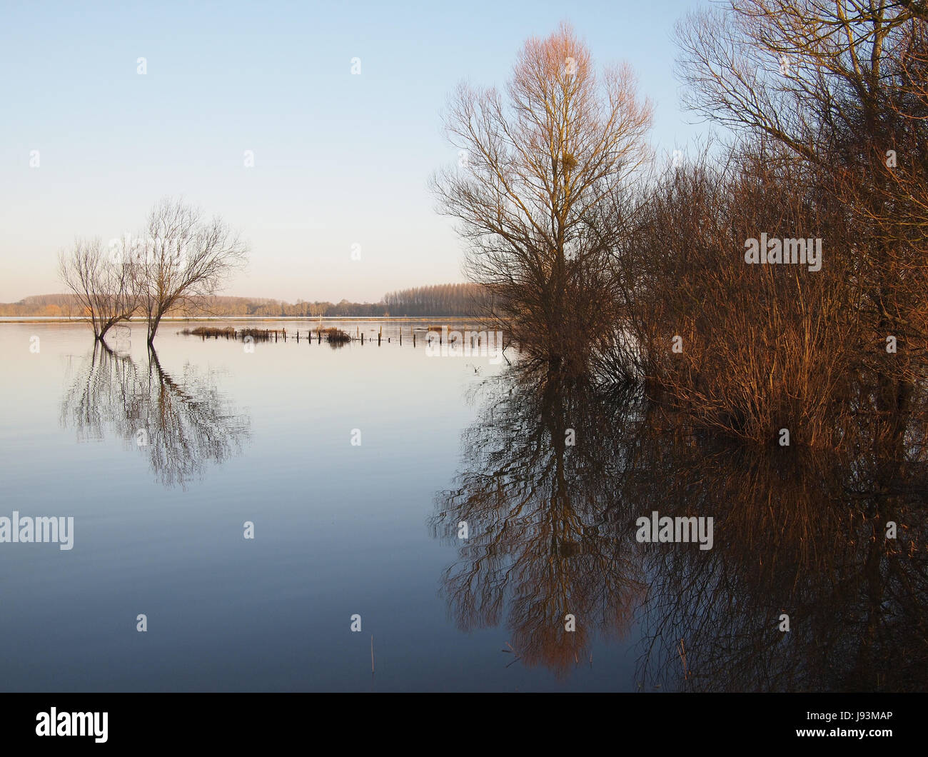 blue, environment, enviroment, tree, trees, winter, wood, field ...